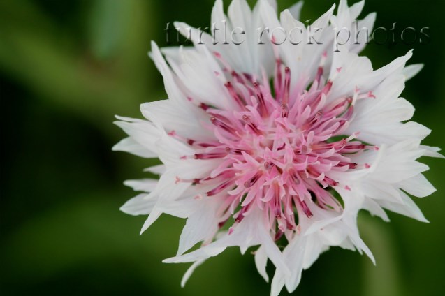 white and pink bachelor button 2 | Turtle Rock Photos