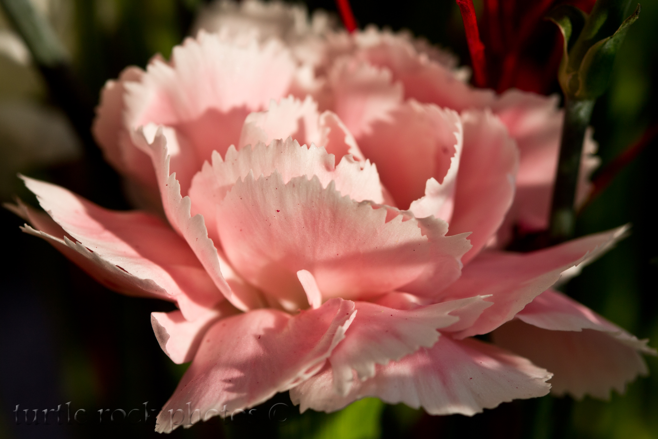 pink carnation 2 | Turtle Rock Photos